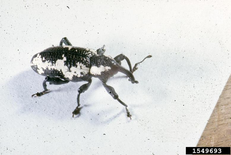 avocado weevil (Heilipus apiatus (Olivier 1807))