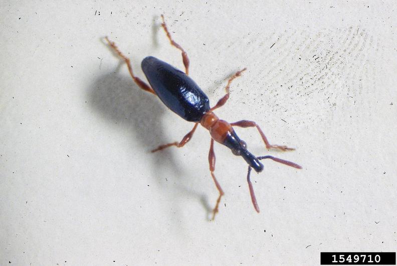 sweetpotato weevil (Cylas formicarius (Fabricius, 1798))