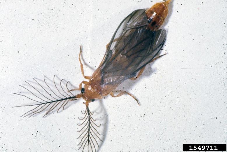 glowworm beetles (Family Phengodidae LeConte, 1861)