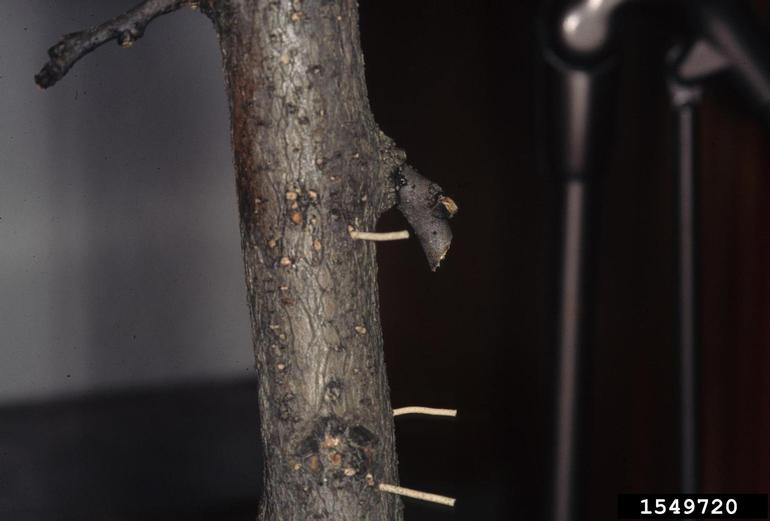 granulate ambrosia beetle (Xylosandrus crassiusculus (Motschulsky, 1866))