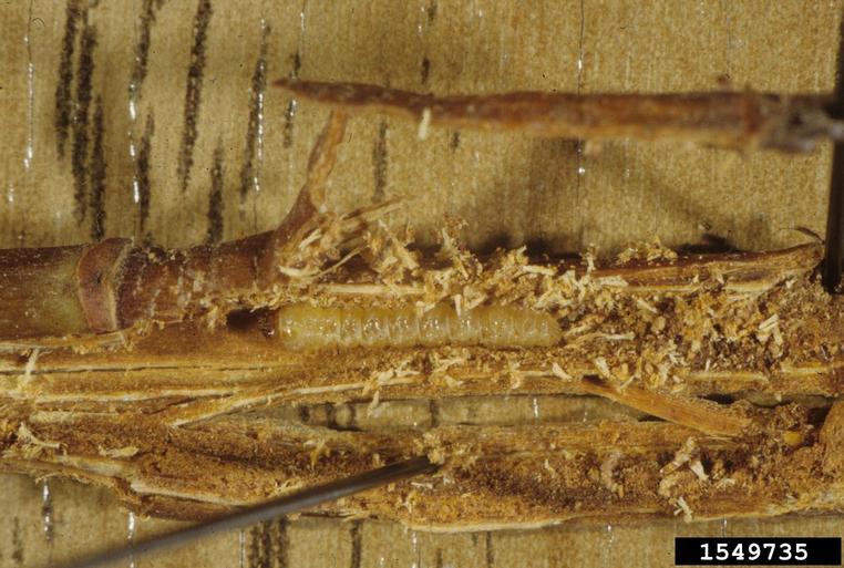 rhododendron stem borer (Oberea myops Haldeman, 1847)