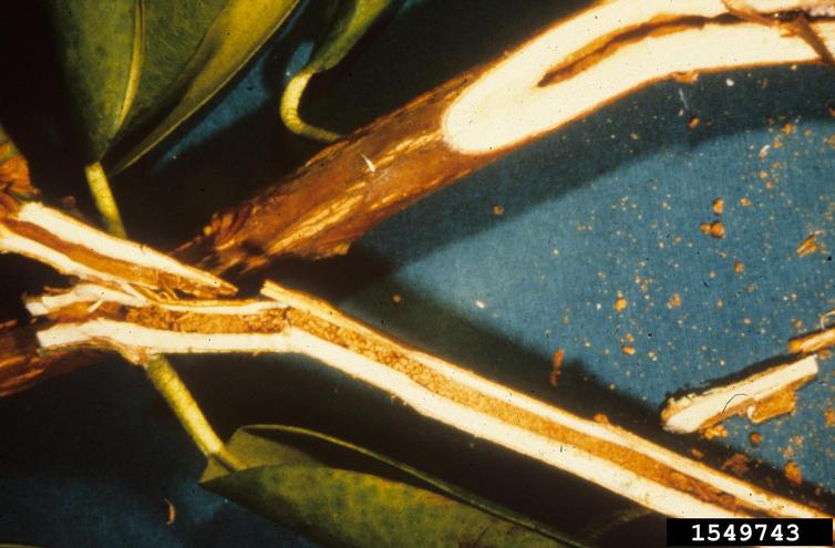 rhododendron stem borer (Oberea myops Haldeman, 1847)
