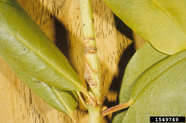 rhododendron stem borer (Oberea myops Haldeman, 1847)