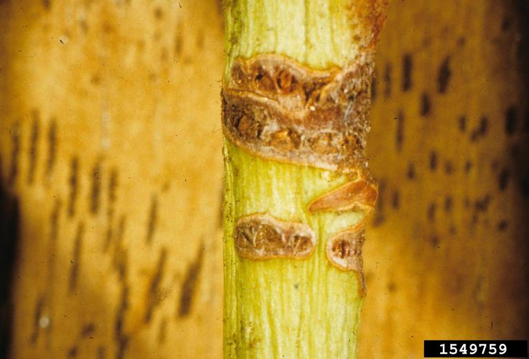 rhododendron stem borer (Oberea myops Haldeman, 1847)