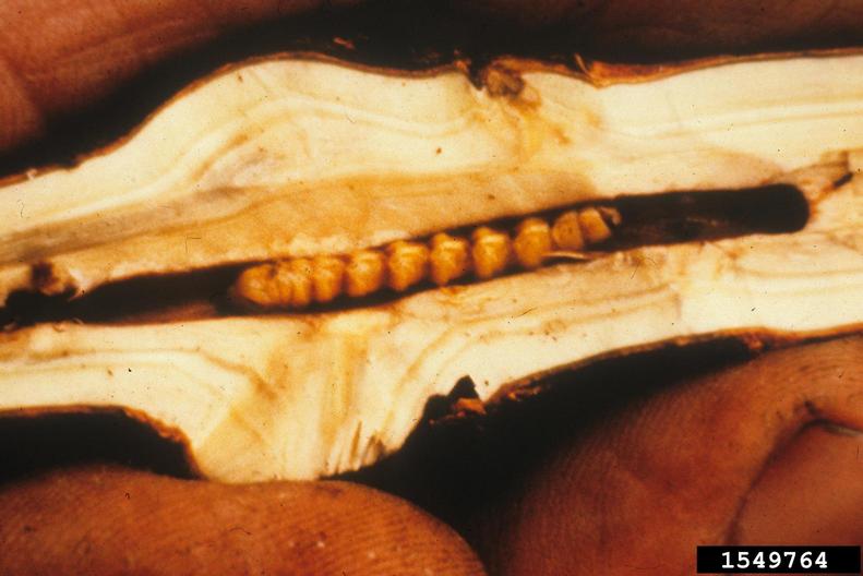 rhododendron stem borer (Oberea myops Haldeman, 1847)