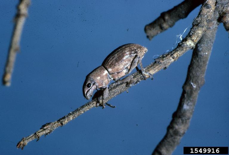 Fuller rose beetle (Pantomorus cervinus (Boheman, 1840))