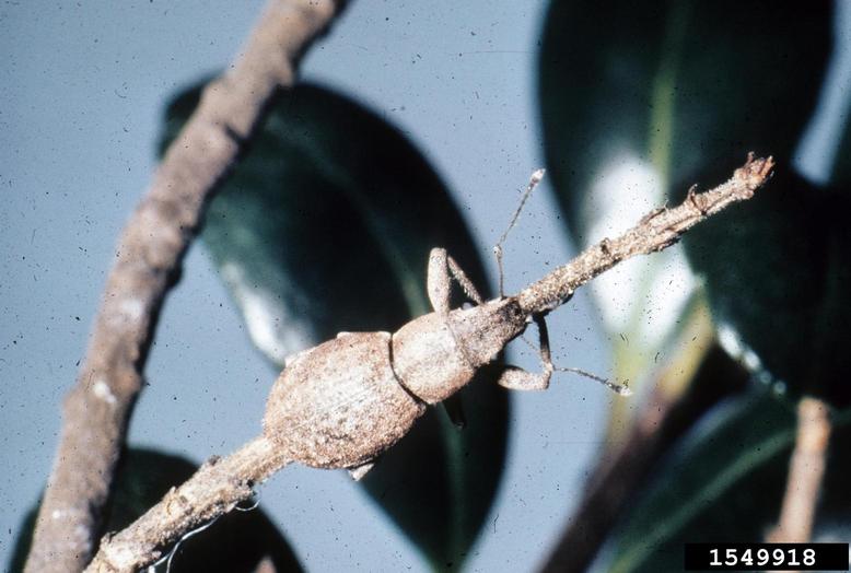 Fuller rose beetle (Pantomorus cervinus (Boheman, 1840))