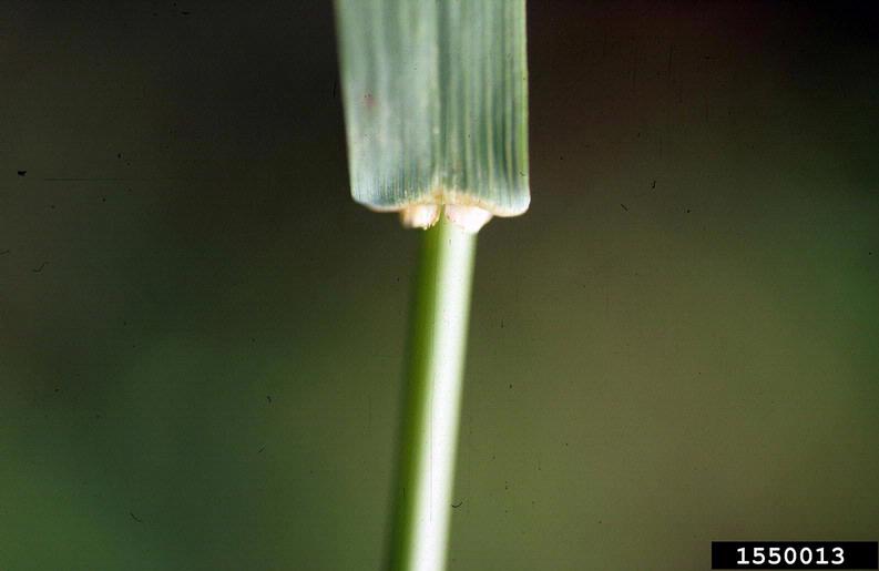 smooth brome (Bromus inermis Leyss.)