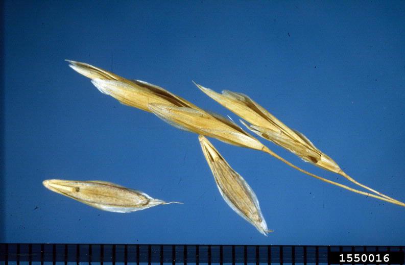smooth brome (Bromus inermis Leyss.)