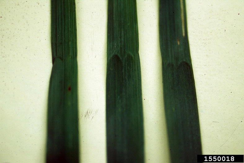 smooth brome (Bromus inermis Leyss.)