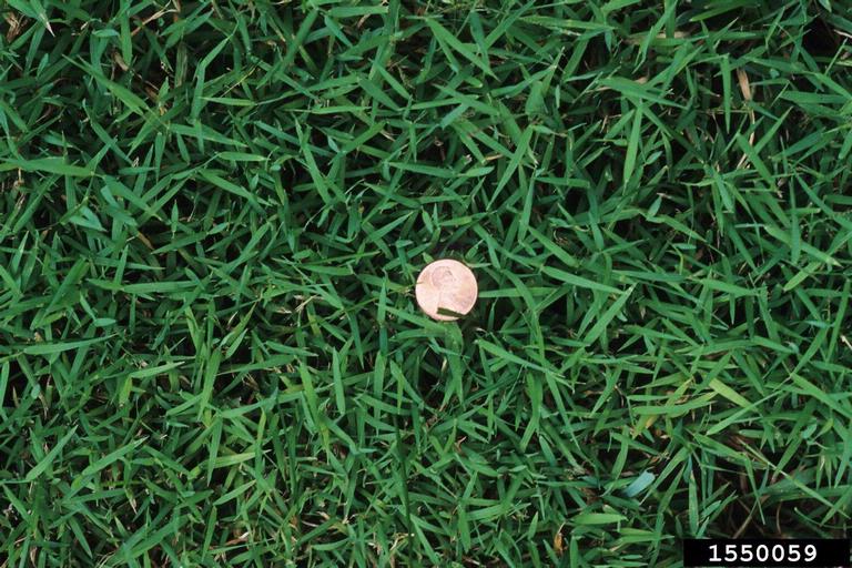 nimblewill (Muhlenbergia schreberi J.F. Gmel.)