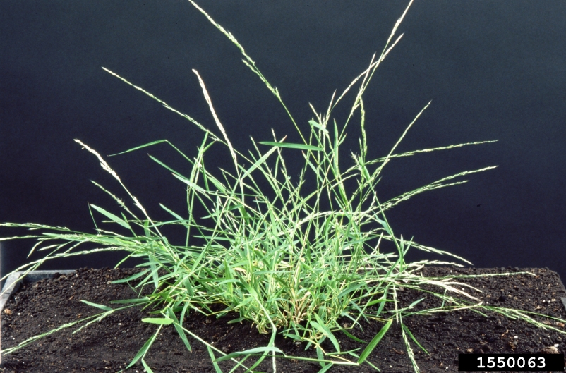 nimblewill, Muhlenbergia schreberi (Cyperales: Poaceae) - 1550063