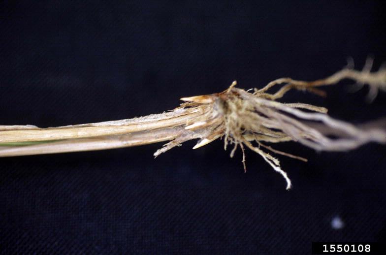 slender rush (Juncus tenuis Willd.)