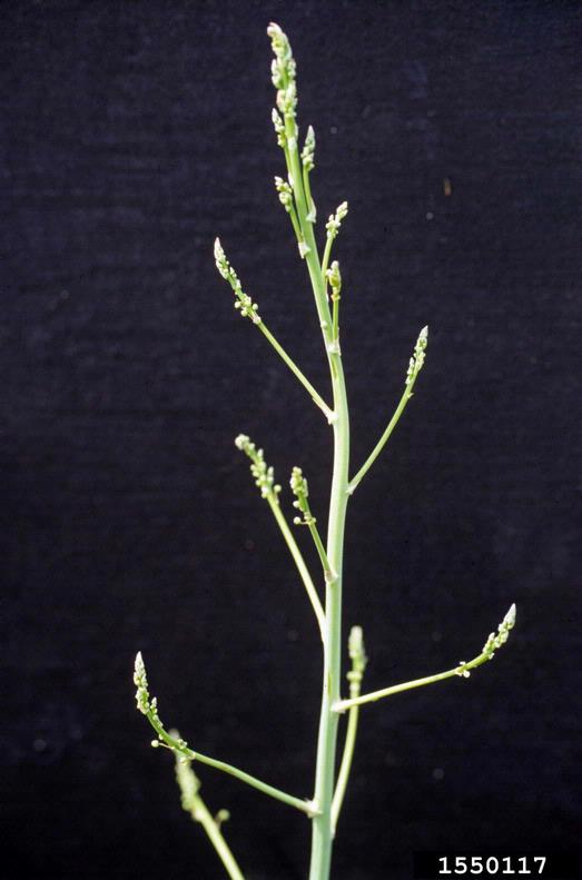asparagus (Asparagus officinalis L.)