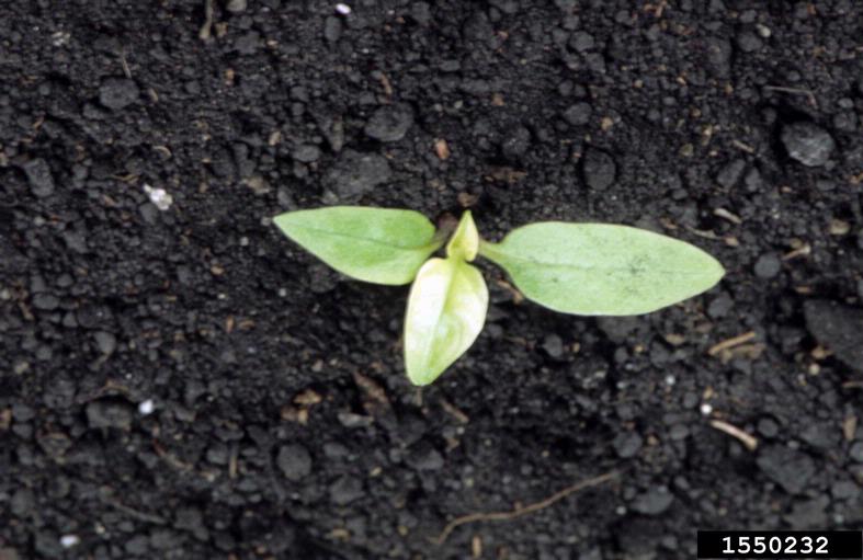 common pokeweed (Phytolacca americana L.)