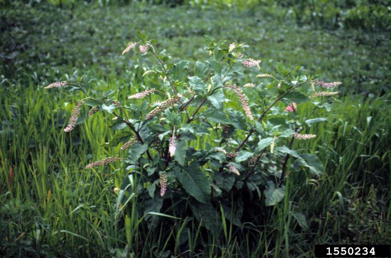 common pokeweed (Phytolacca americana L.)