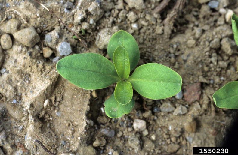bouncingbet (Saponaria officinalis L.)
