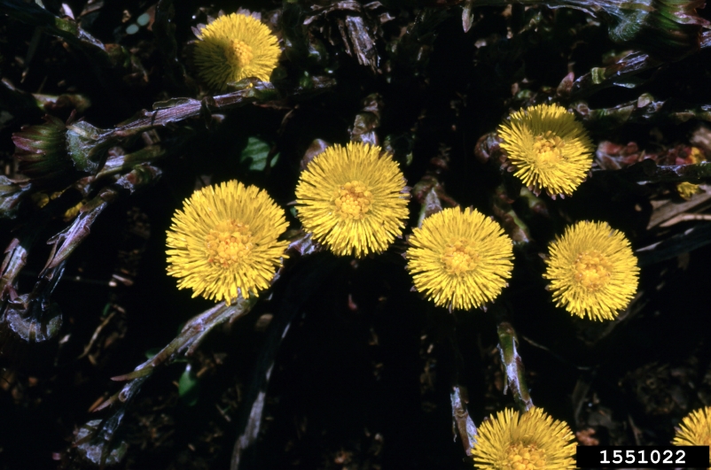 coltsfoot (Tussilago farfara L.)