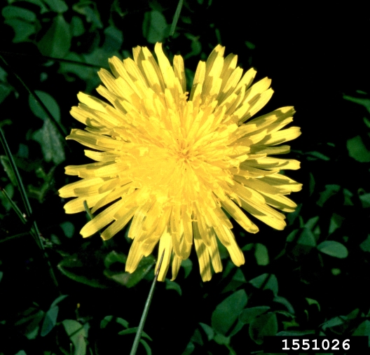 dandelion (Genus Taraxacum G.H. Weber ex Wiggers)