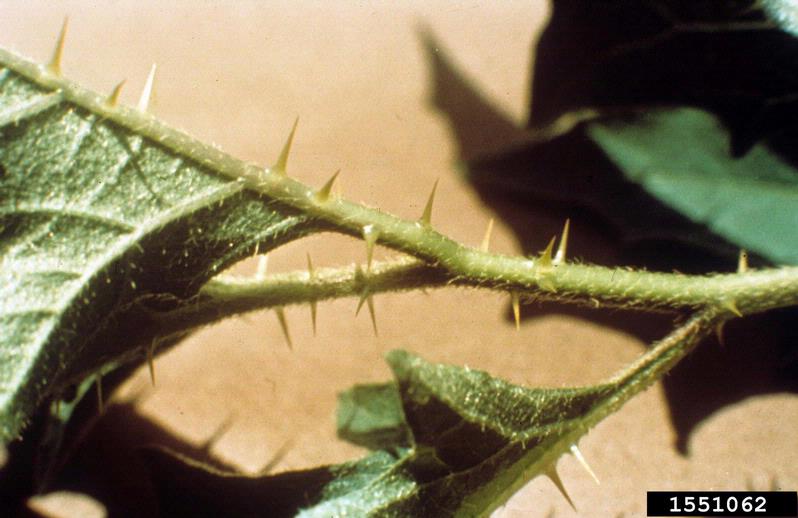 horsenettle (Solanum carolinense)
