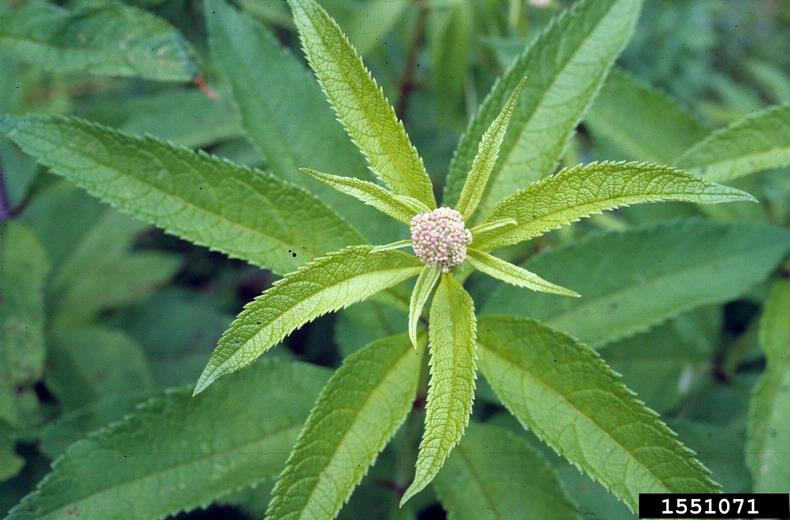 joe pye weed (Genus Eupatoriadelphus King & H. Rob.)