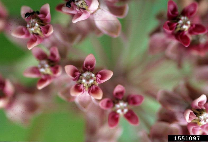 swamp milkweed (Asclepias incarnata L.)