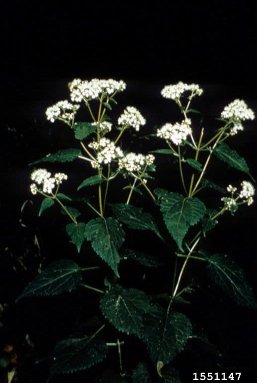white snakeroot (Ageratina altissima (L.) King & H.E. Robins.)