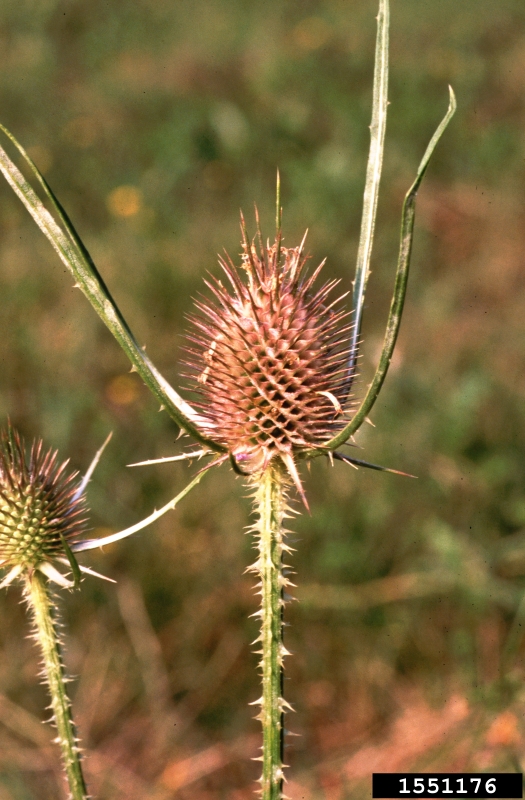 teasel (Genus Dipsacus)
