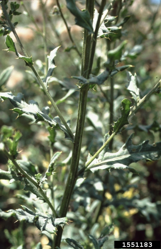 Canada thistle (Cirsium arvense (L.) Scop.)