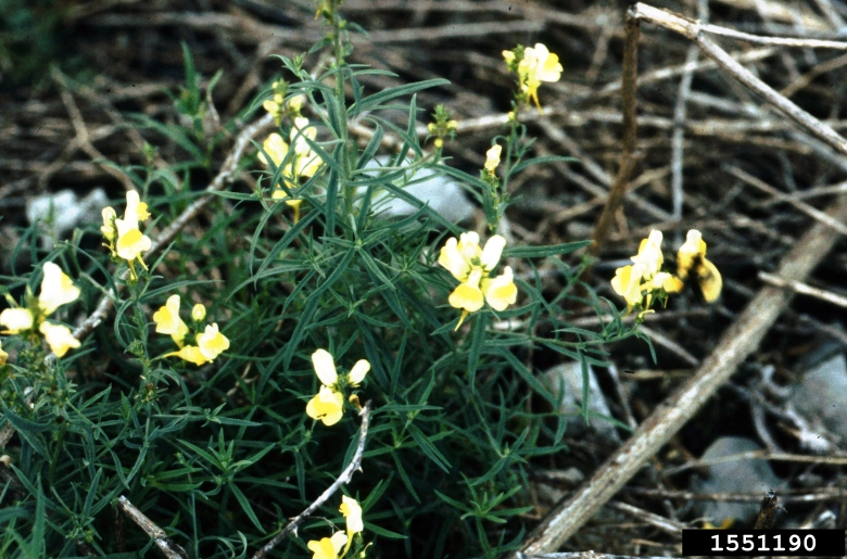 toadflax (Genus Linaria P. Mill., 1754)
