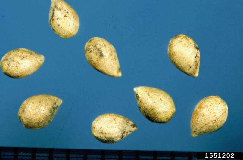 violet (Genus Viola L.)