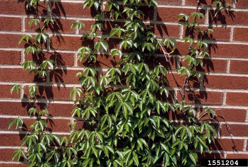 Virginia-creeper (Parthenocissus quinquefolia (L.) Planch.)