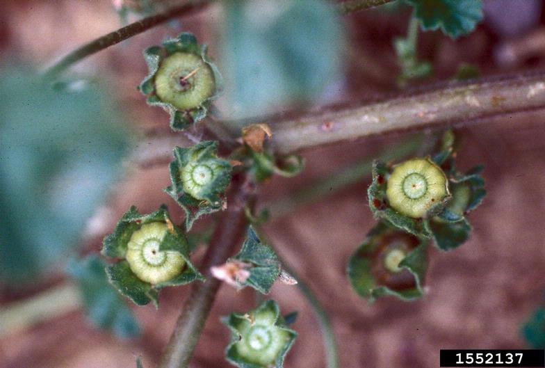 common mallow (Malva neglecta Wallr.)