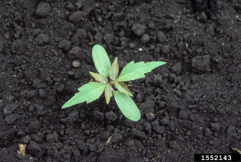 smooth sumac (Rhus glabra L.)