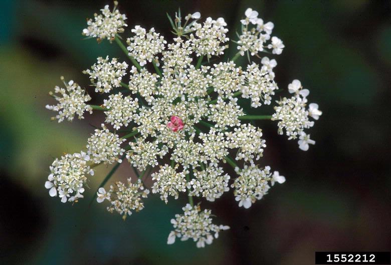 Queen Anne's lace, wild carrot (Daucus carota L.)