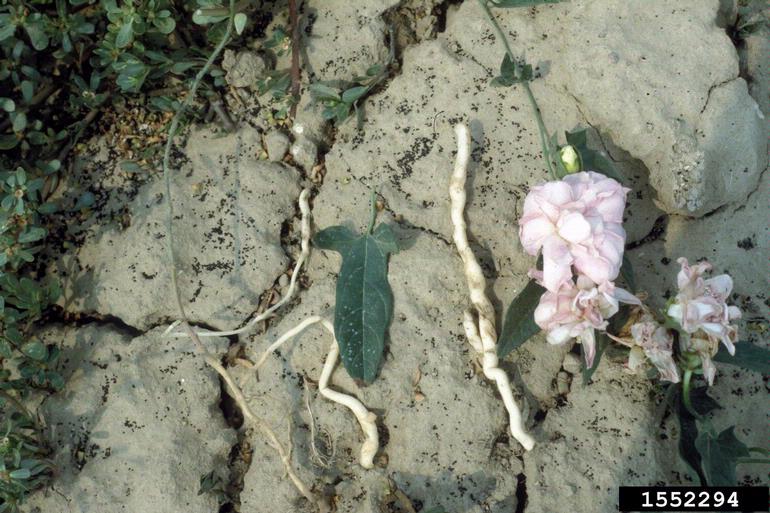 Japanese bindweed (Calystegia hederacea)