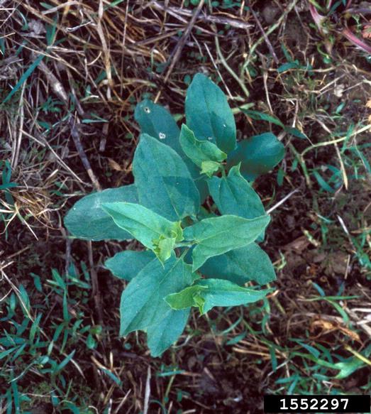Japanese bindweed (Calystegia hederacea Wall.)