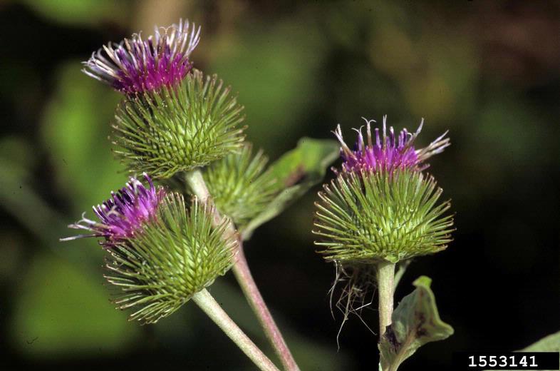 common burdock, lesser burdock (Arctium minus)