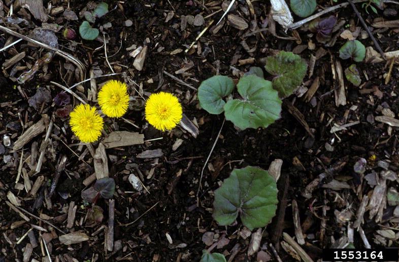 coltsfoot (Tussilago farfara)