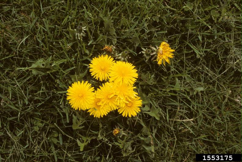 dandelion (Genus Taraxacum)