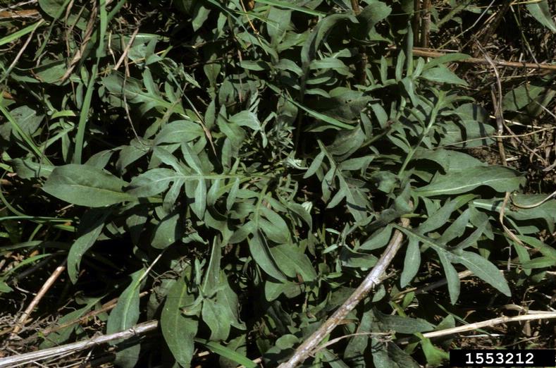 spotted knapweed (Centaurea stoebe ssp. micranthos (Gugler) Hayek)