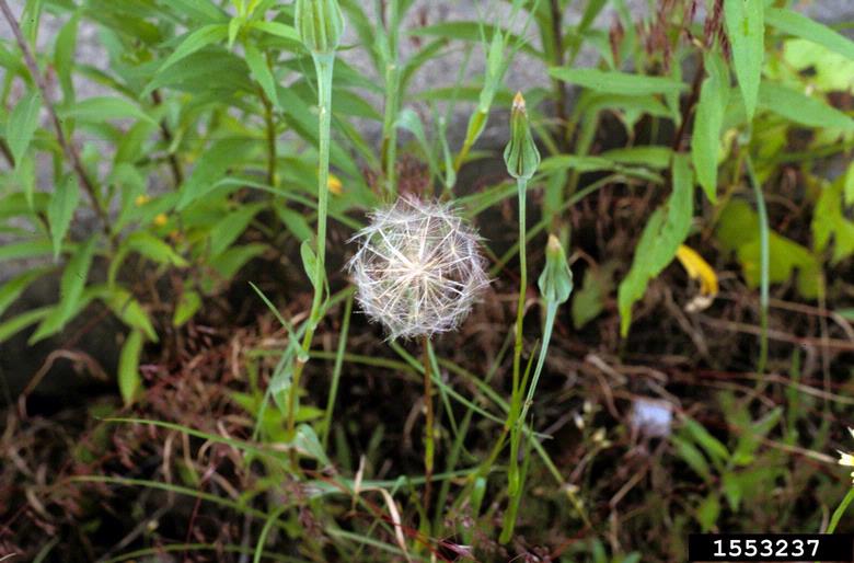 goatsbeard (Genus Tragopogon L.)