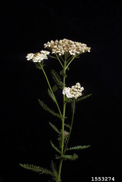 common yarrow (Achillea millefolium L.)