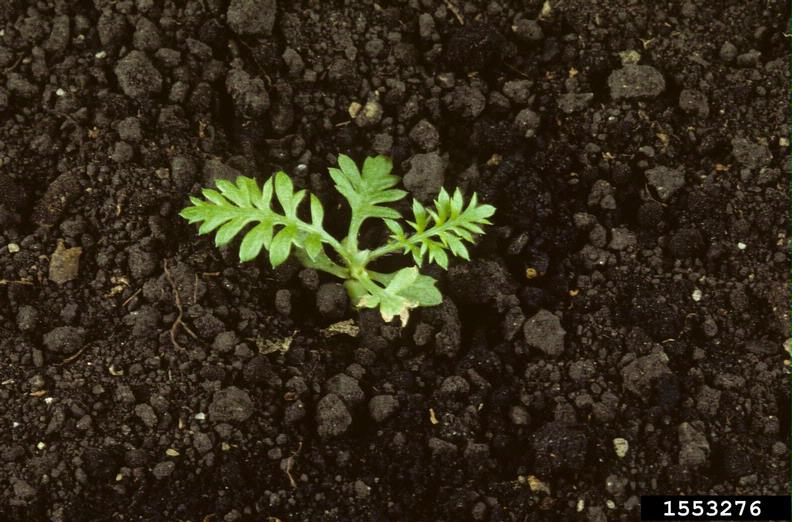 common yarrow (Achillea millefolium)