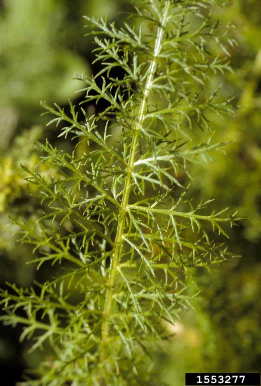 common yarrow (Achillea millefolium L.)