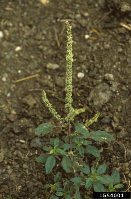 Powell amaranth (Amaranthus powellii S. Wats)