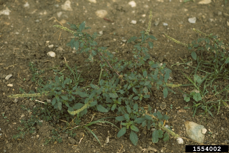 spiny amaranth (Amaranthus spinosus)