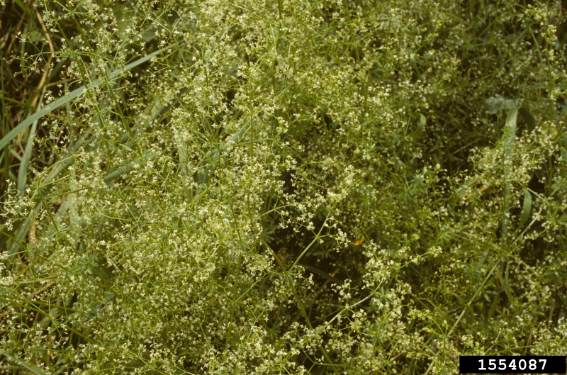 smooth bedstraw (Galium mollugo L.)