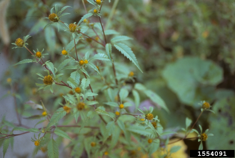 devils beggarticks (Bidens frondosa)