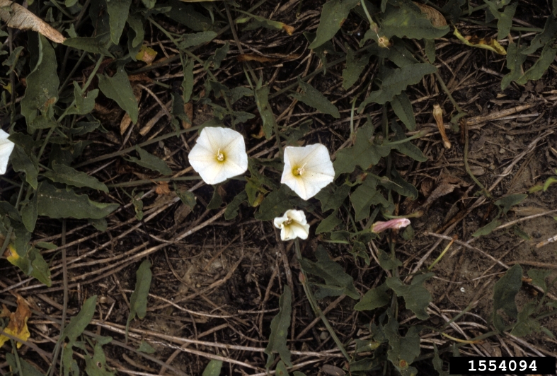 field bindweed (Convolvulus arvensis L.)
